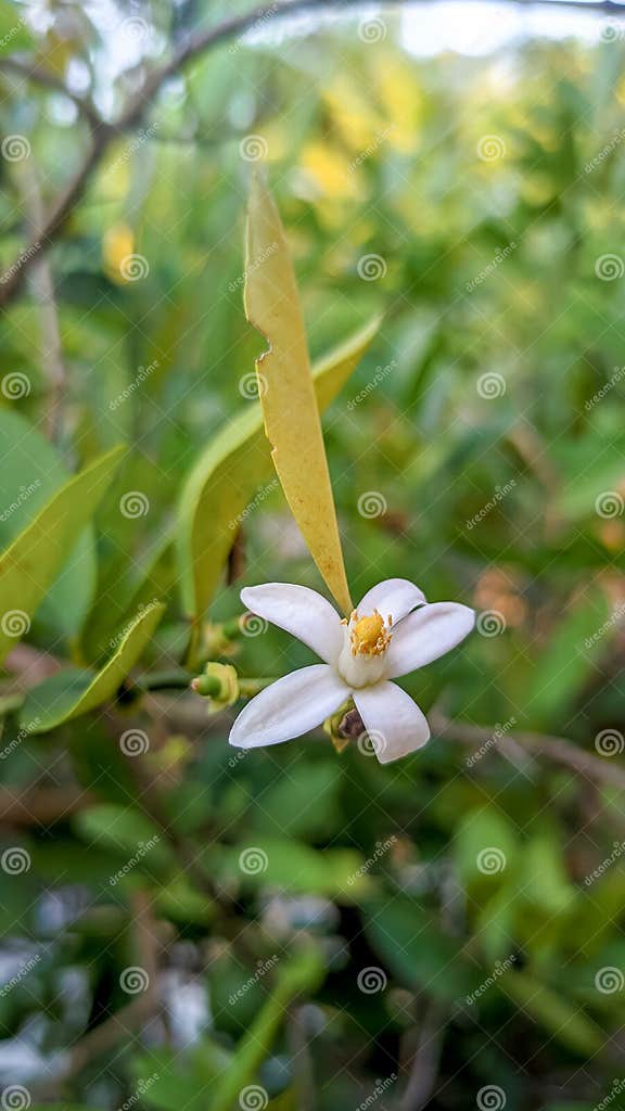 Calamansi flowers stock image. Image of phase, stamen - 283424137