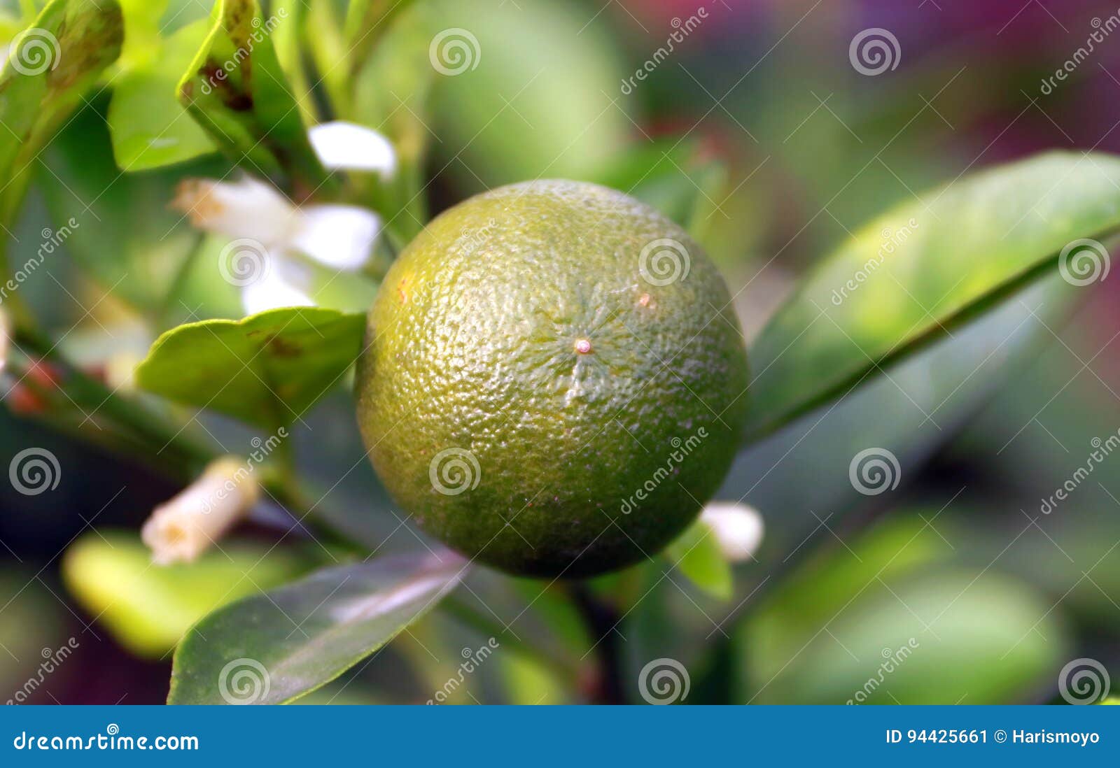 Calamansi Fruit stock image. Image of ornamental, citrus - 94425661