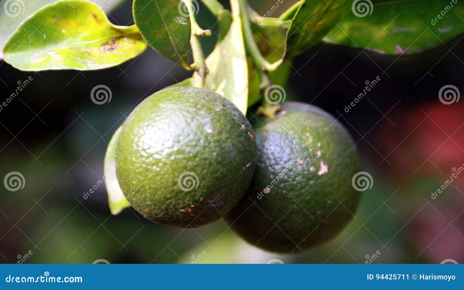 Calamansi Fruit stock image. Image of kesturi, calamansi - 94425711