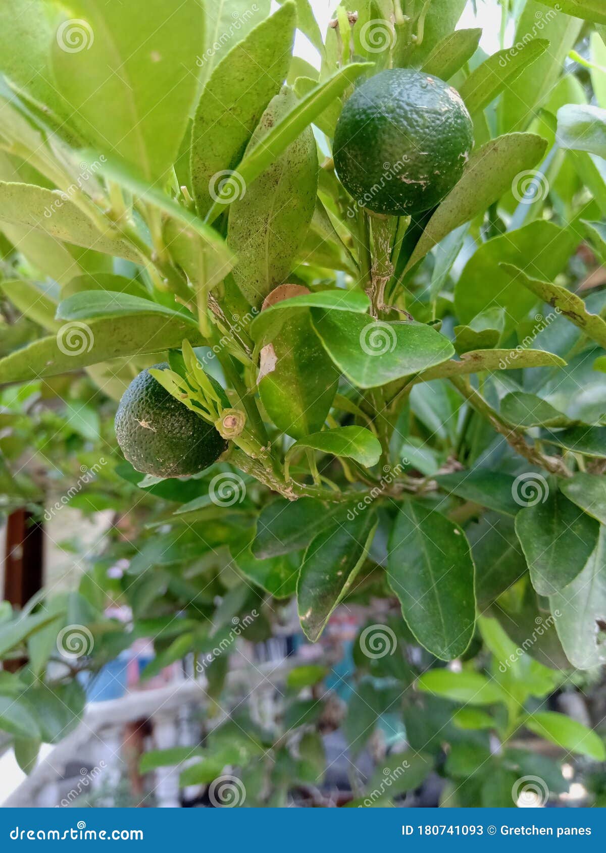 Calamansi fruit plant stock image. Image of deciduous - 180741093