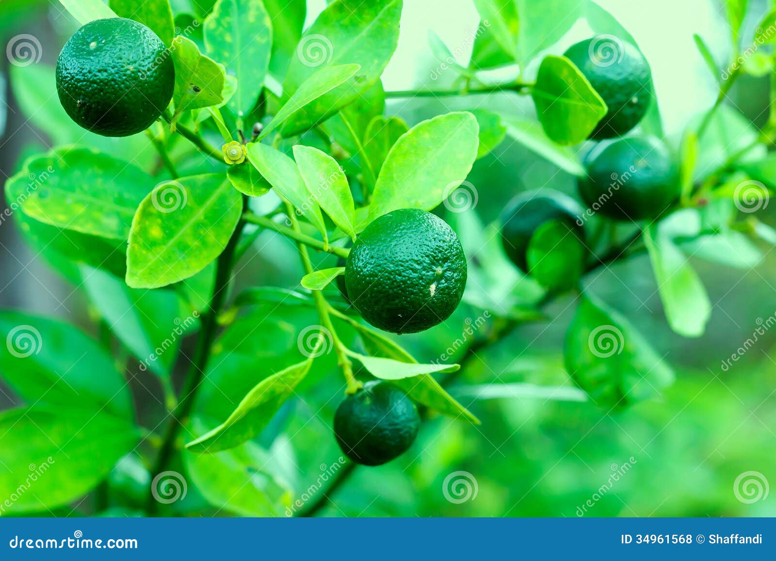 Calamansi Stock Image | CartoonDealer.com #32256367