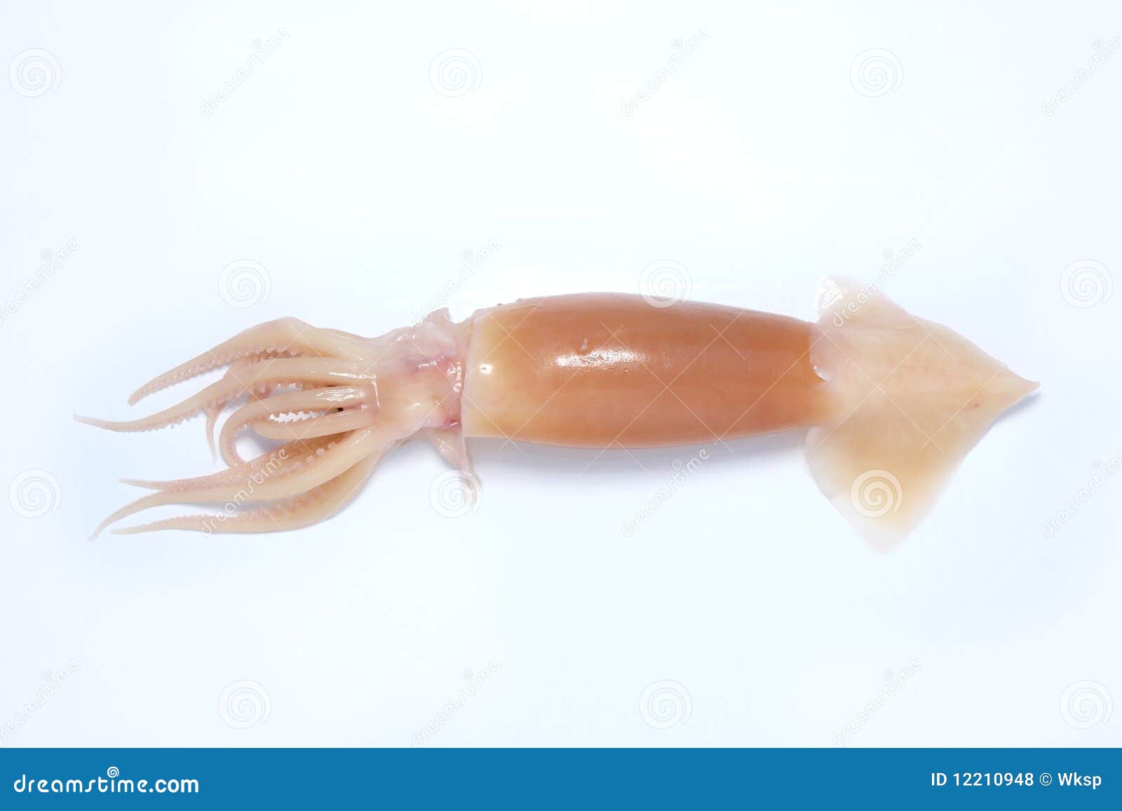 Calamar foto de archivo. Imagen de jibias, calamar, mojado - 12210948