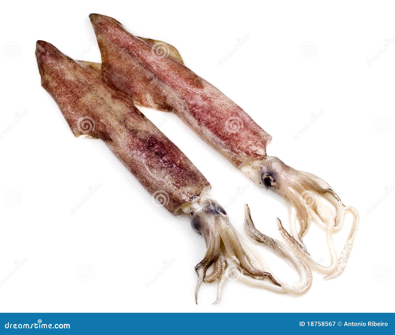 Calamar imagen de archivo. Imagen de mariscos, invertebrado - 18758567