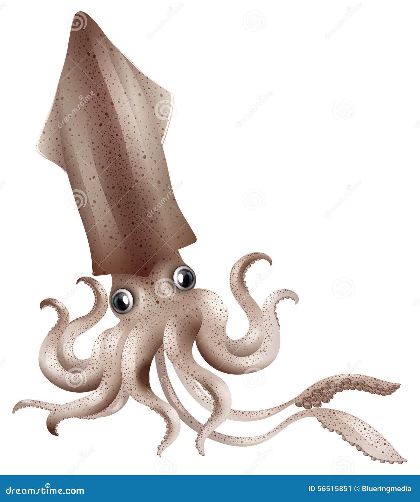 Calamar ilustração do vetor. Ilustração de wildlife, selvagem - 56515851