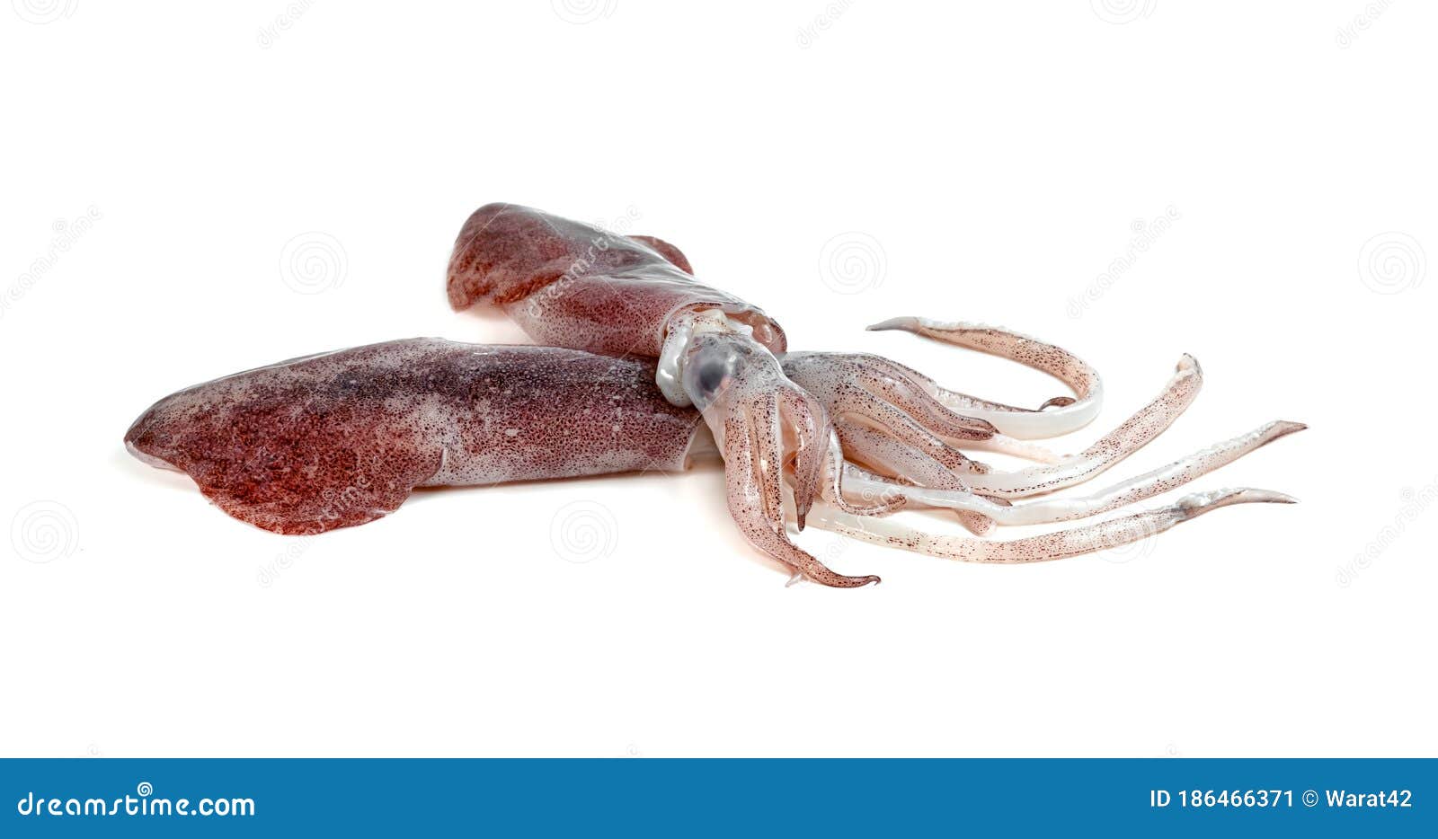 Calamar Aislado Sobre Fondo Blanco Imagen de archivo - Imagen de tinta ...