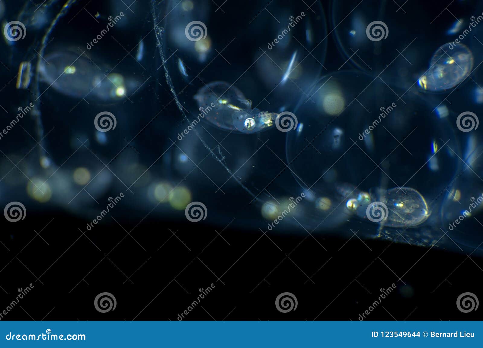 Calamar del bebé foto de archivo. Imagen de camuflaje - 123549644