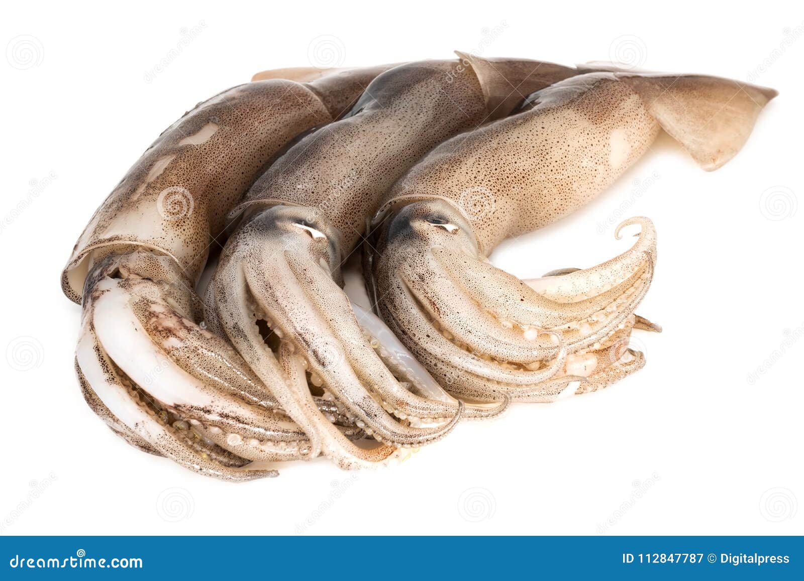 Calamar en el fondo blanco imagen de archivo. Imagen de alimento ...