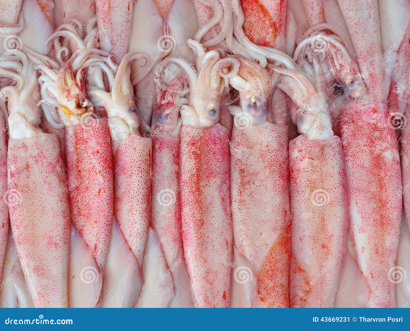 Calamar fresco imagen de archivo. Imagen de mercado, modelo - 43669231