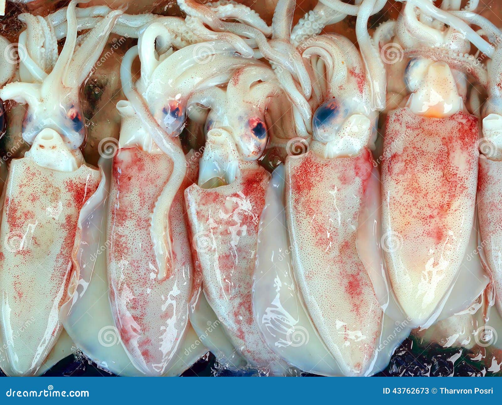 Calamar fresco imagen de archivo. Imagen de raza, cierre - 43762673