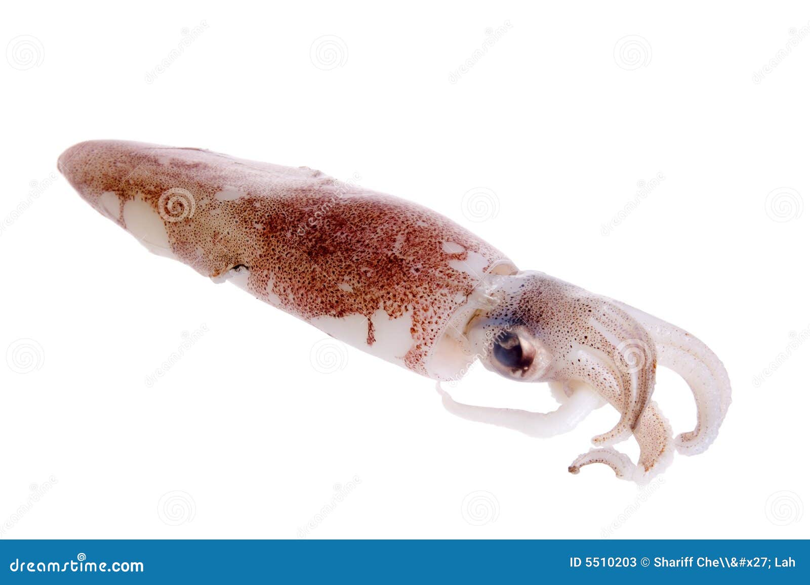 Calamar fresco imagen de archivo. Imagen de pescados, cocina - 5510203