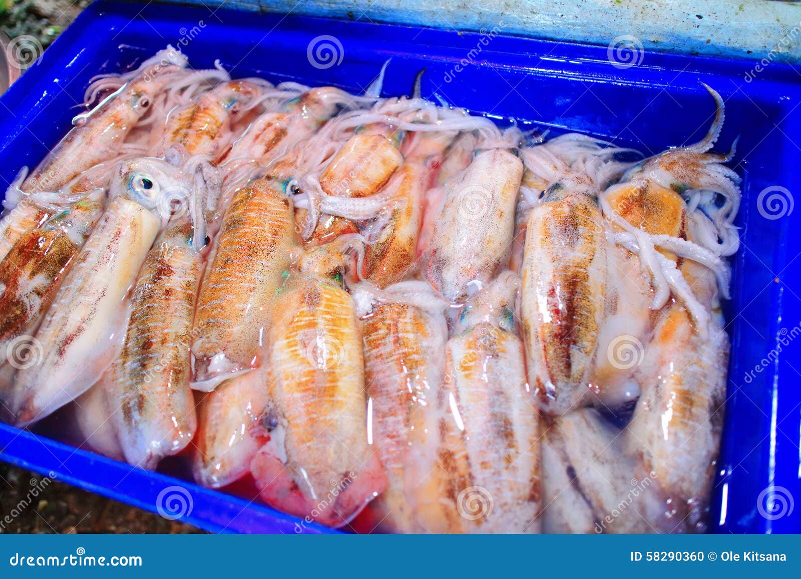 Calamar fresco foto de archivo. Imagen de mercado, fresco - 58290360