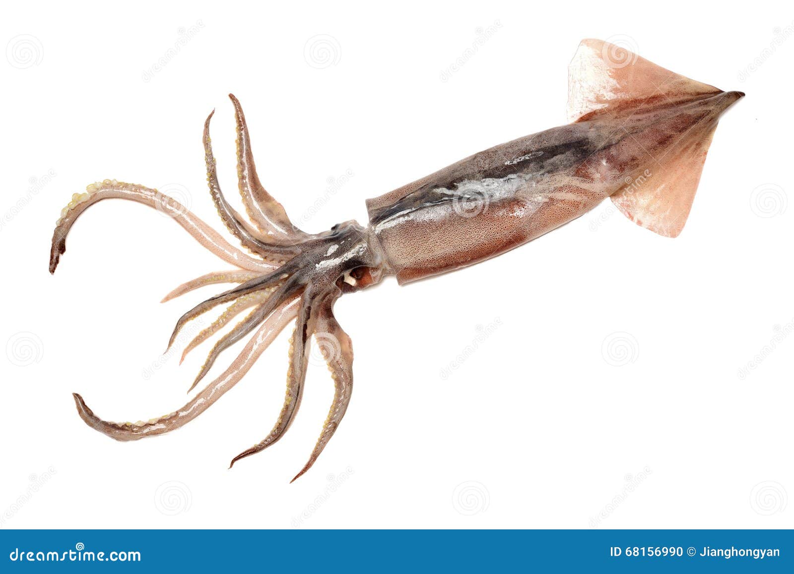 Calamar fresco foto de stock. Imagem de carne, isolado - 68156990