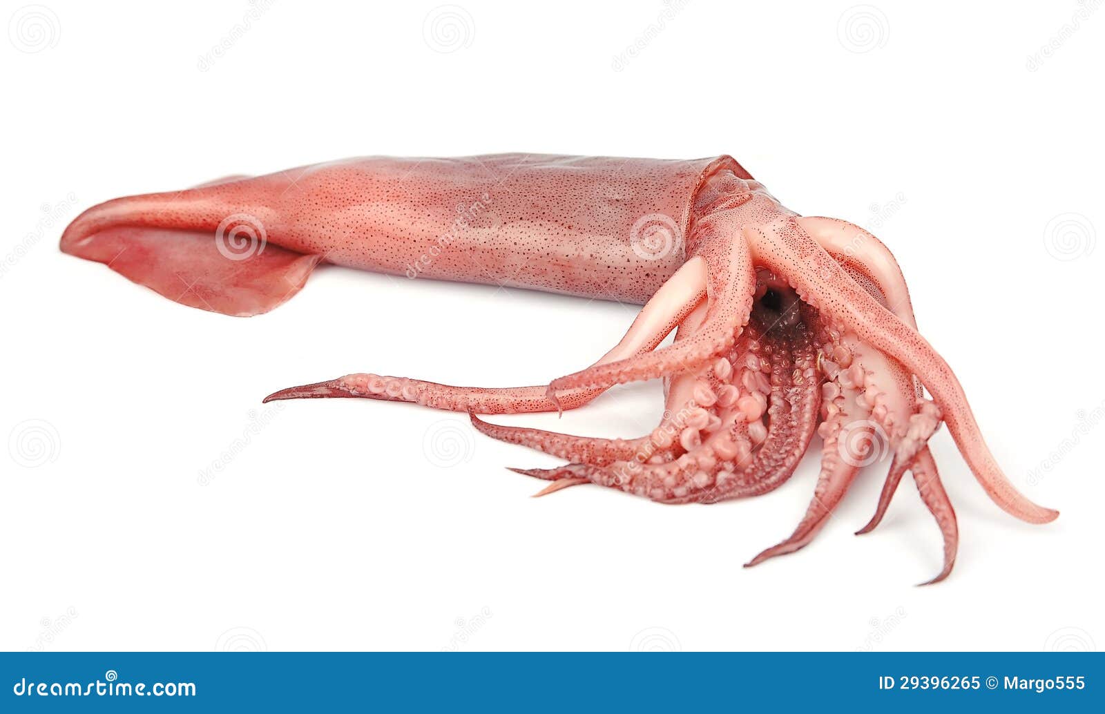 Calamar Fresco Agradable Foto de archivo libre de regalías - Imagen ...