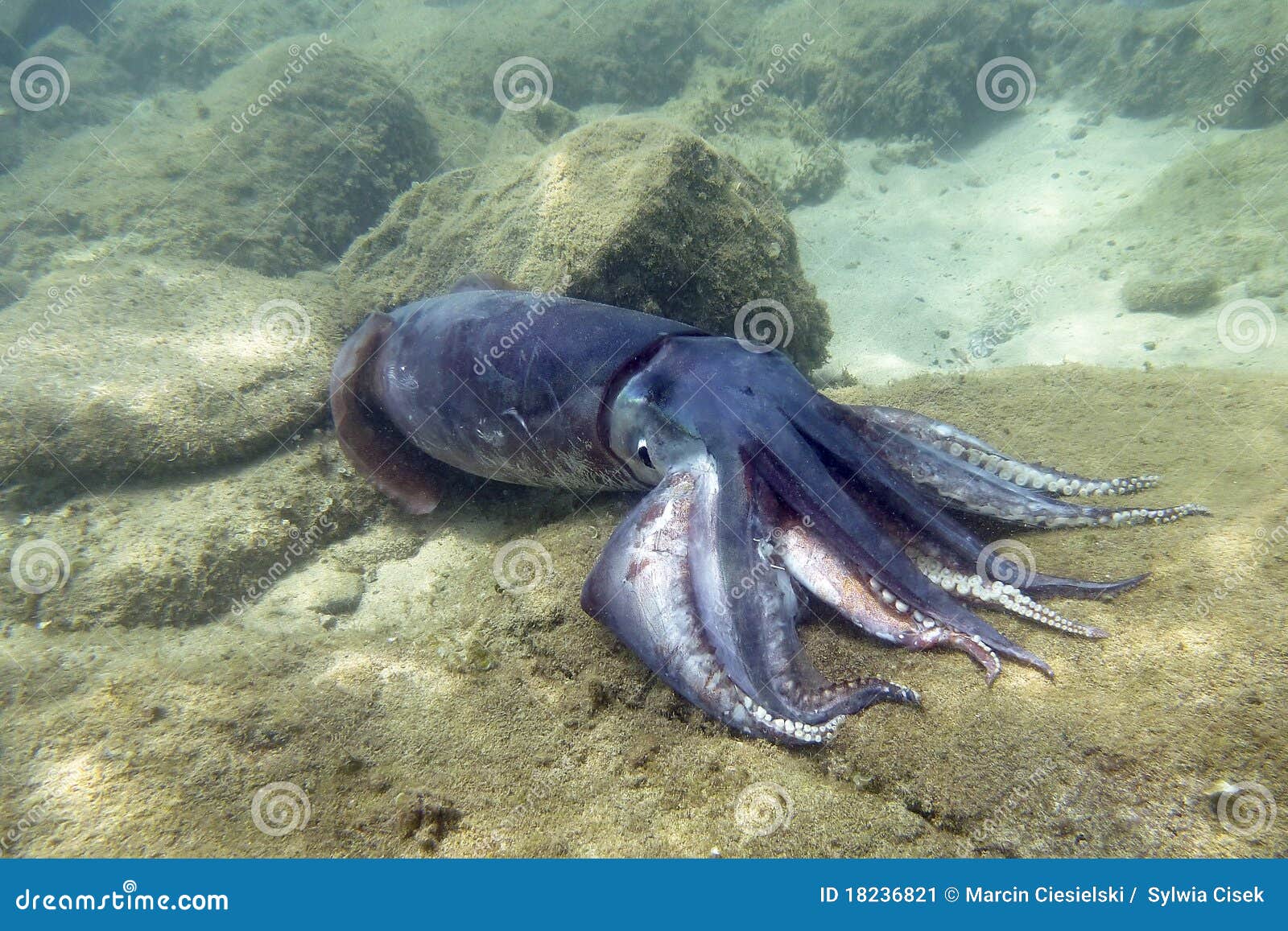 Calamar gigante imagen de archivo. Imagen de fauna, animal - 18236821