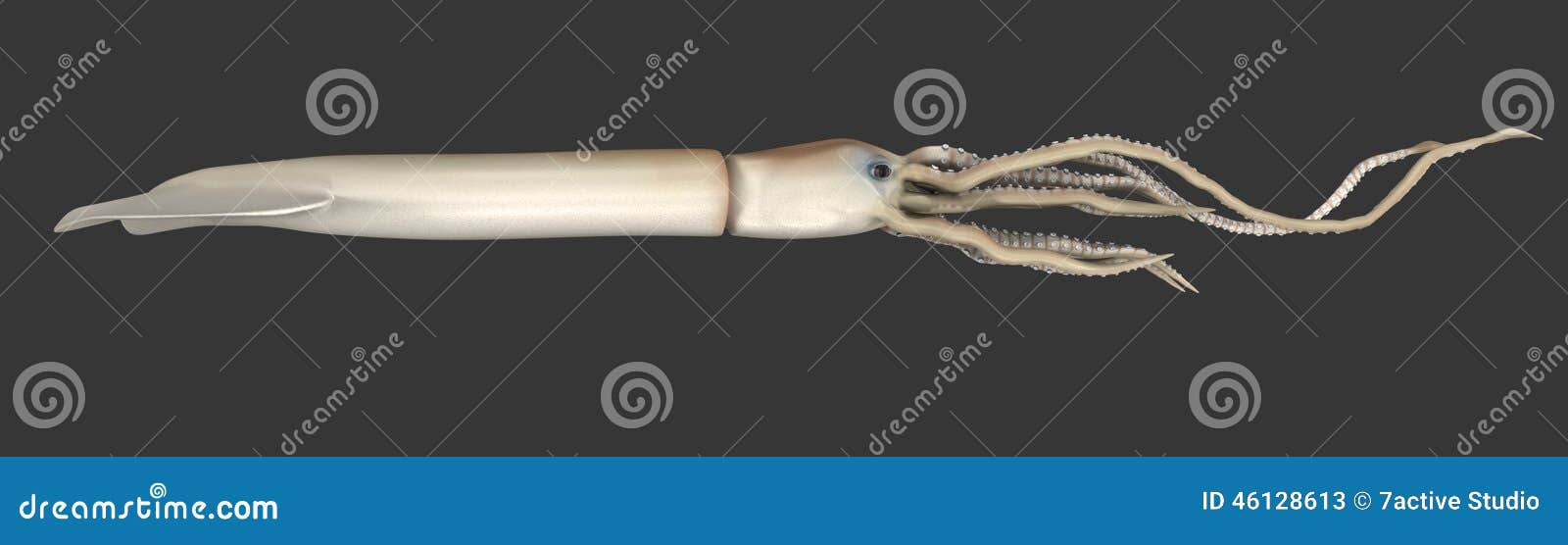 Calamar Gigante (Architeuthis) Imagem de Stock - Imagem de polvo, barco ...
