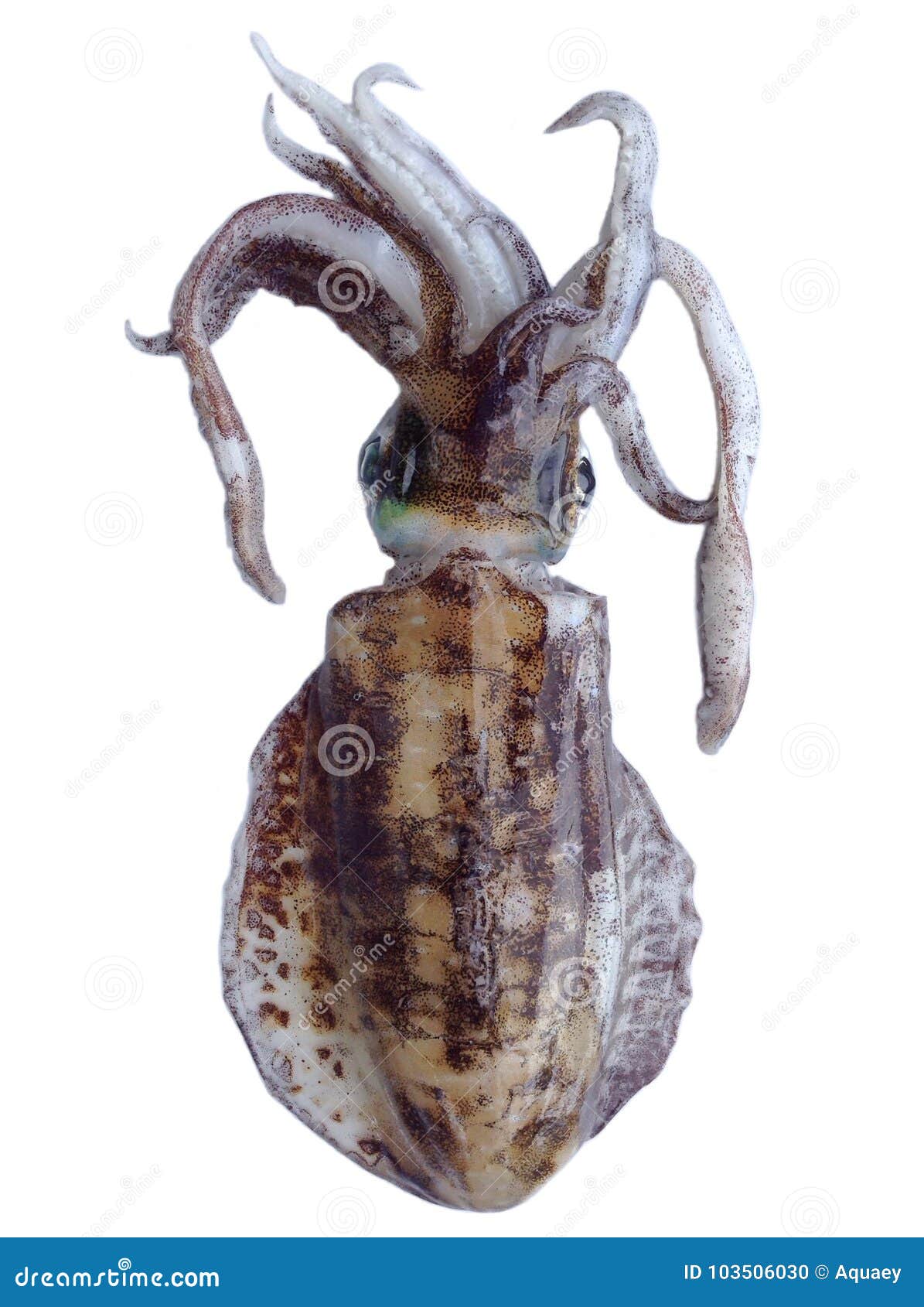 Calamar Vertical, Calamar Grande, Partes Do Corpo Animais Foto de Stock ...