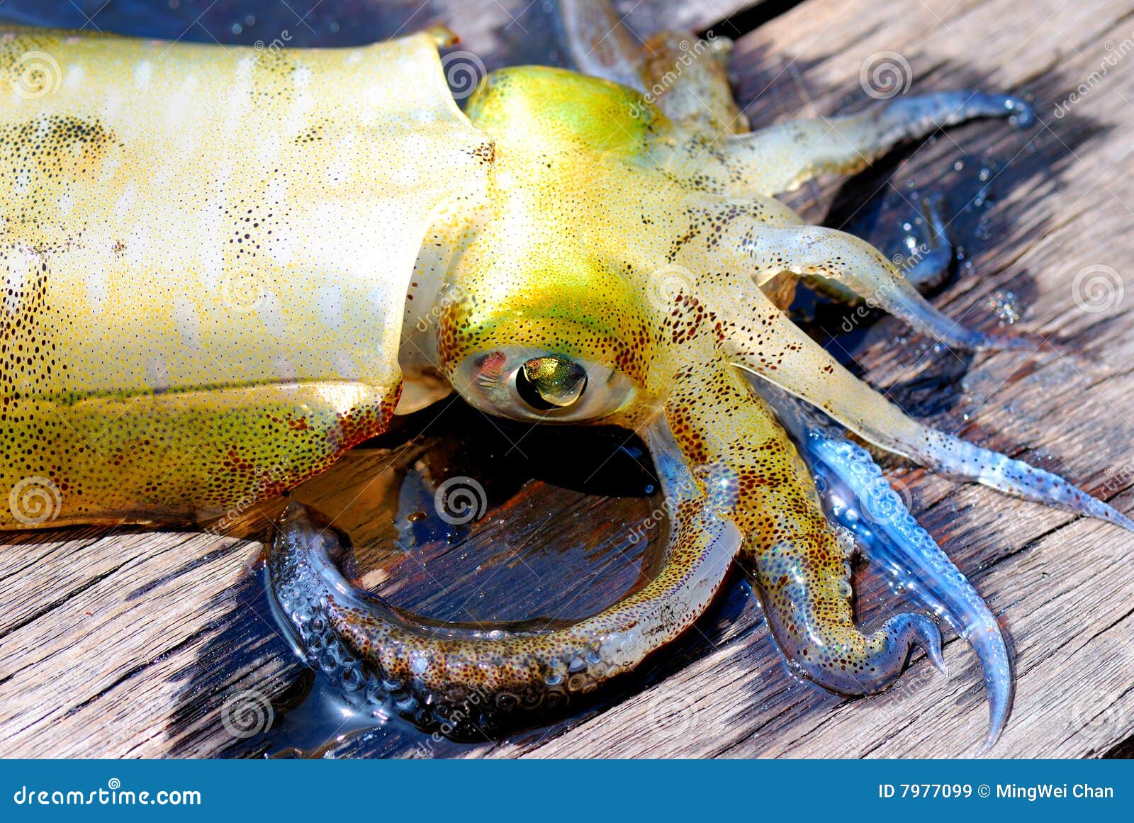 Calamar vivo imagen de archivo. Imagen de travieso, macro - 7977099