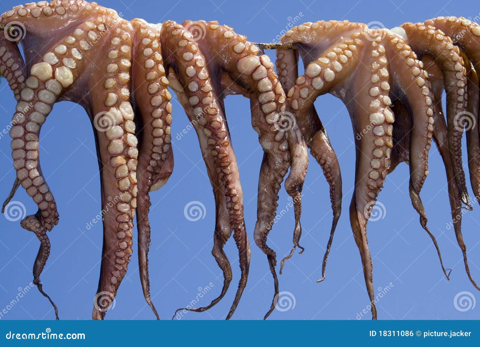 Calamares stock photo. Image of delicious, fish, dish - 18311086
