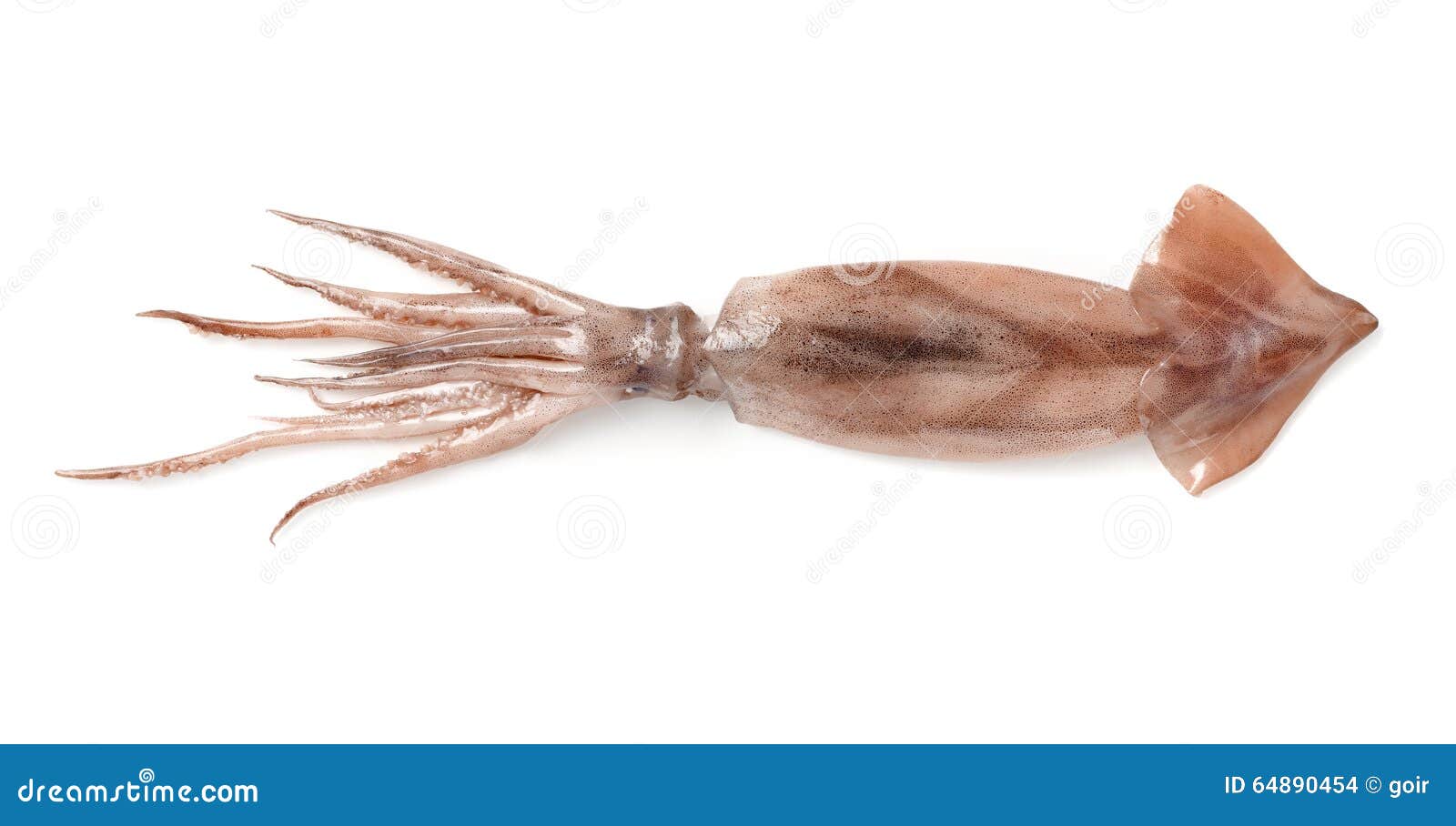 Calamari foto de archivo. Imagen de industria, animal - 64890454
