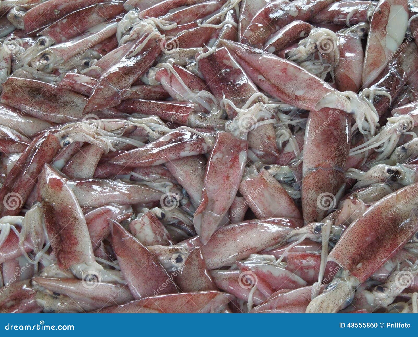 Calamari background stock photo. Image of dense, meat - 48555860