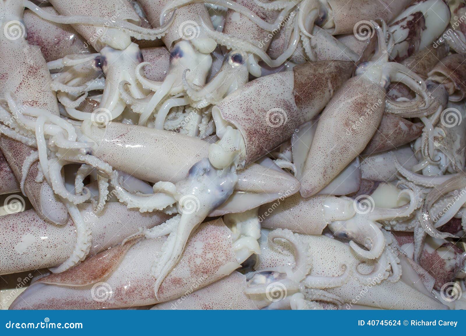 Calamari Fresco Del Calamar Foto de archivo - Imagen de omega, jibias ...