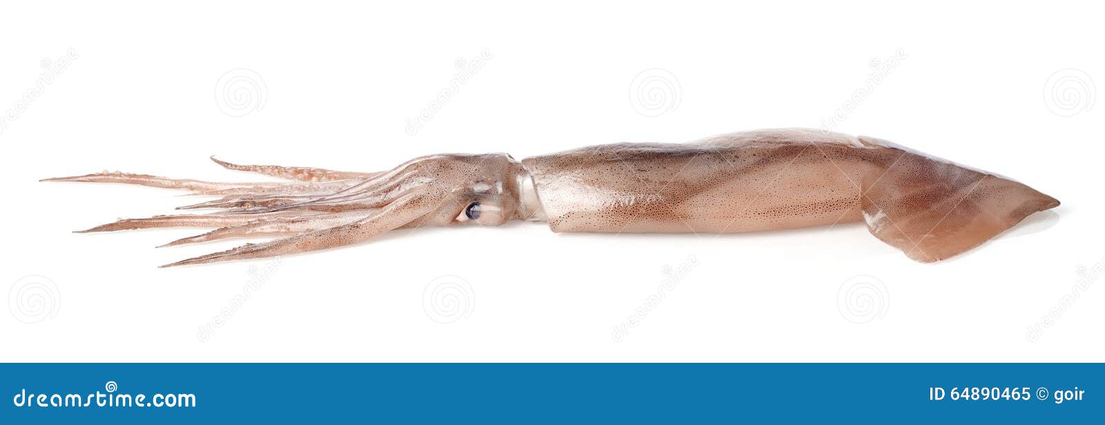 Calamari stock image. Image of squid, studio, cuttlefish - 64890465