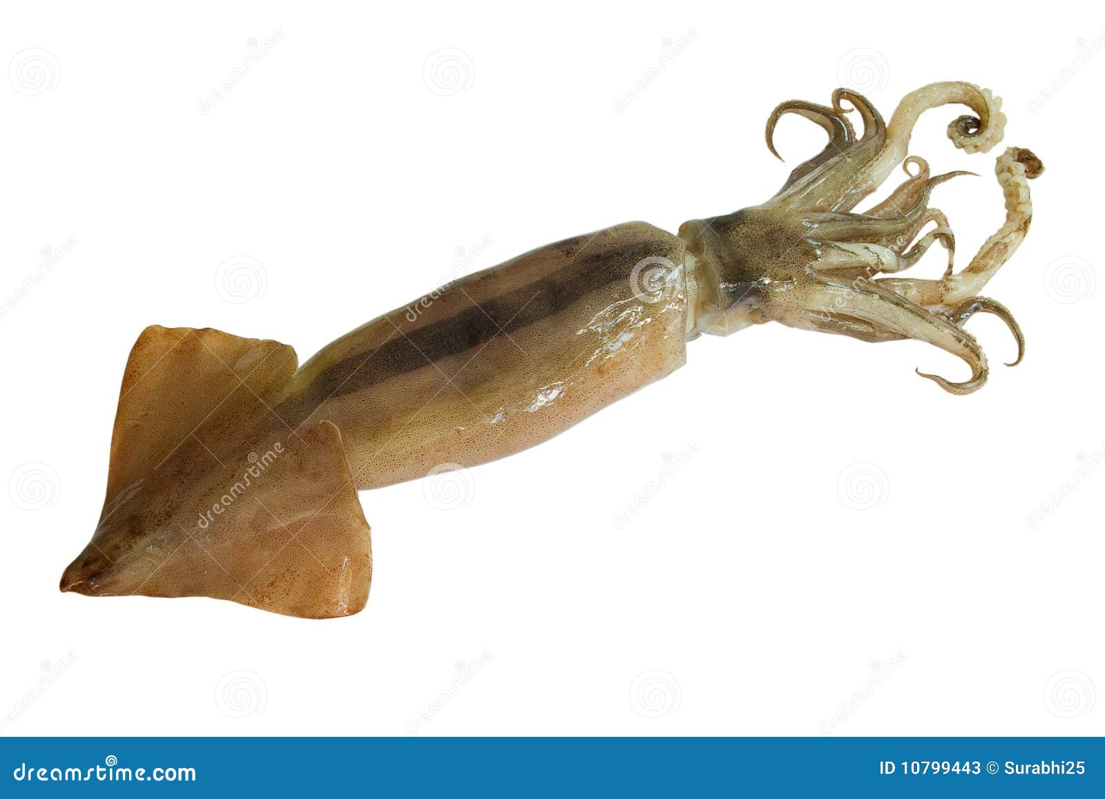 3,678 Ocean Calamari Stock Photos - Free & Royalty-Free Stock Photos ...