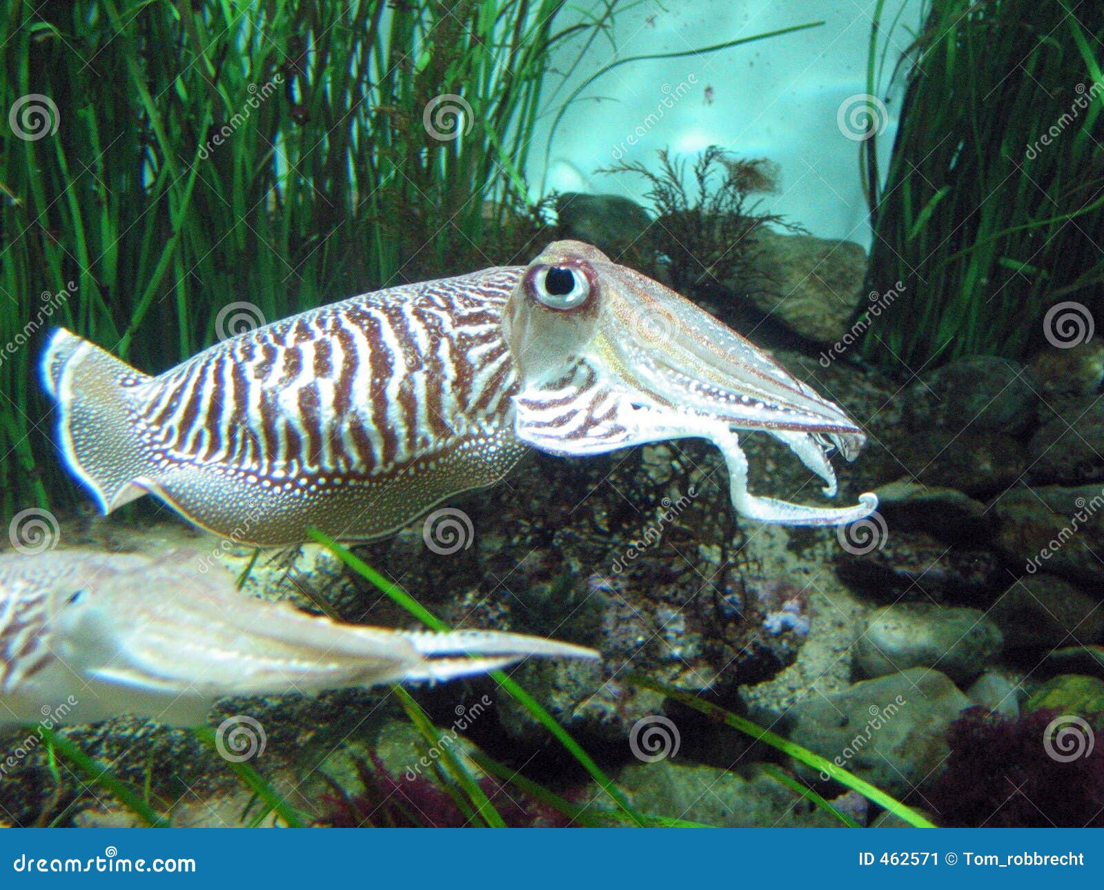 Calamaro immagine stock. Immagine di rete, seafood, acquario - 462571