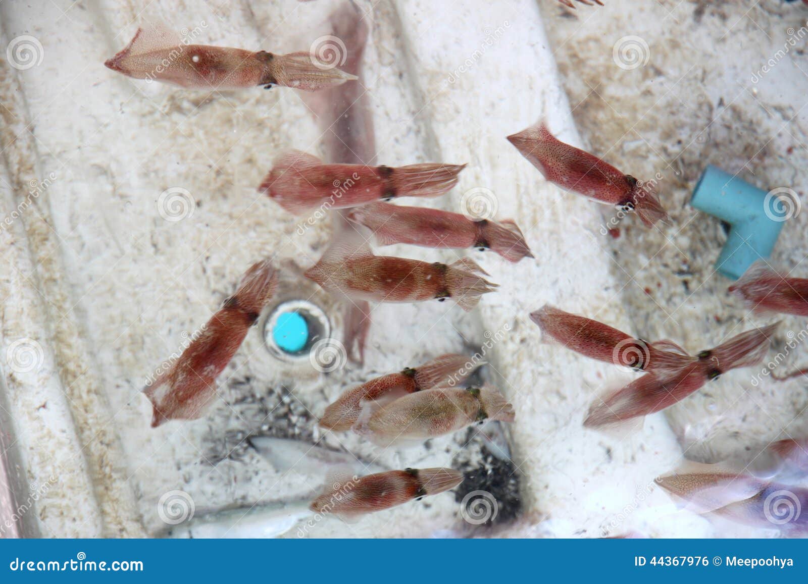 Calamaro vivo fotografia stock. Immagine di pesca, mare - 44367976