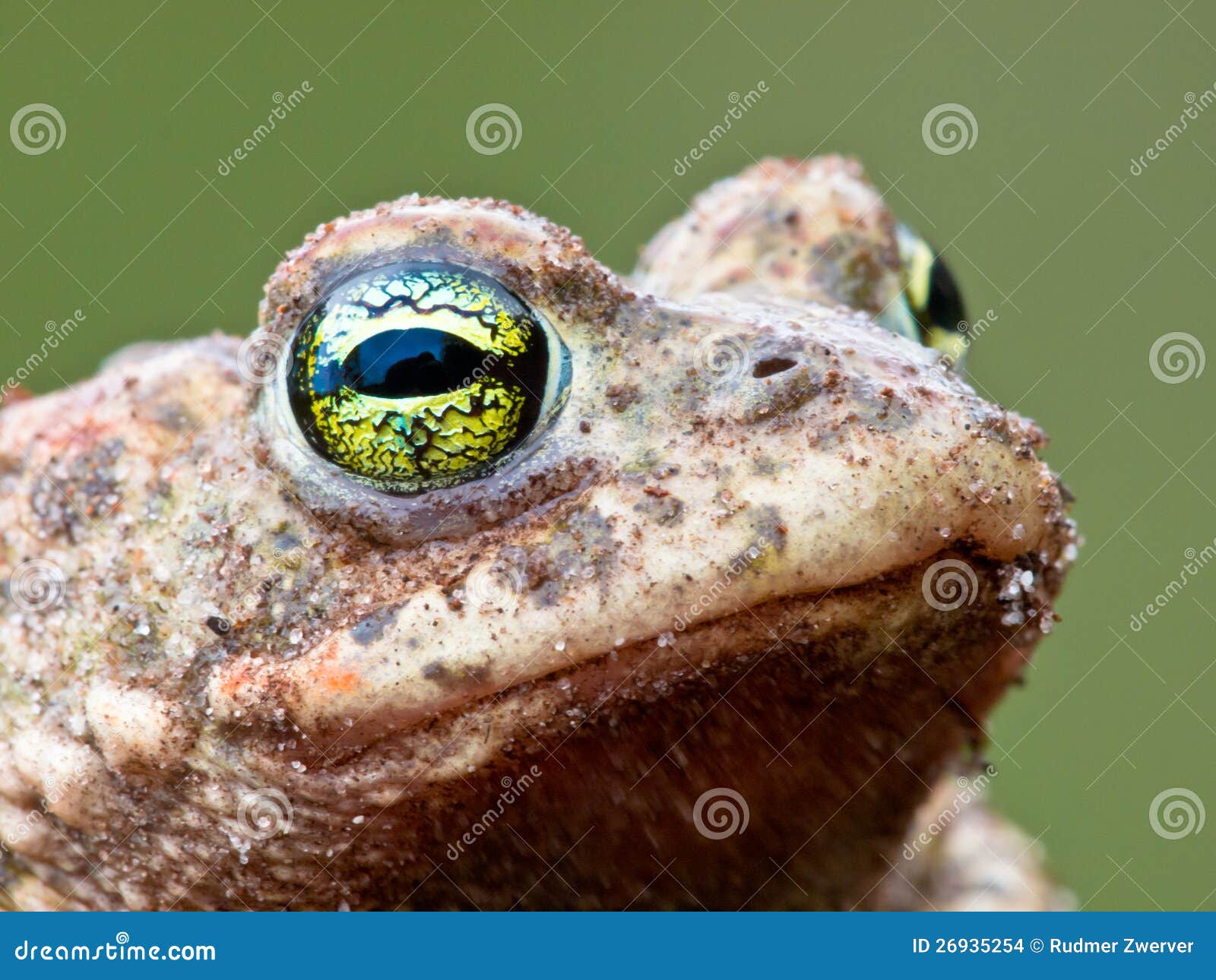 Calamita d'Epidalea photo stock. Image du normal, nature - 26935254