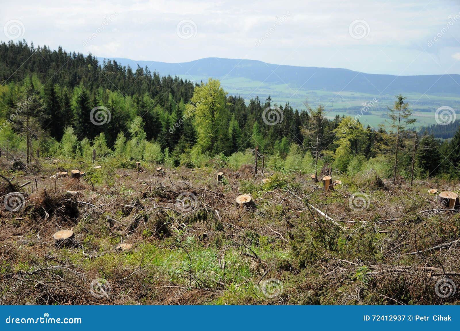 Calamity in forest stock image. Image of loppings, clearance - 72412937