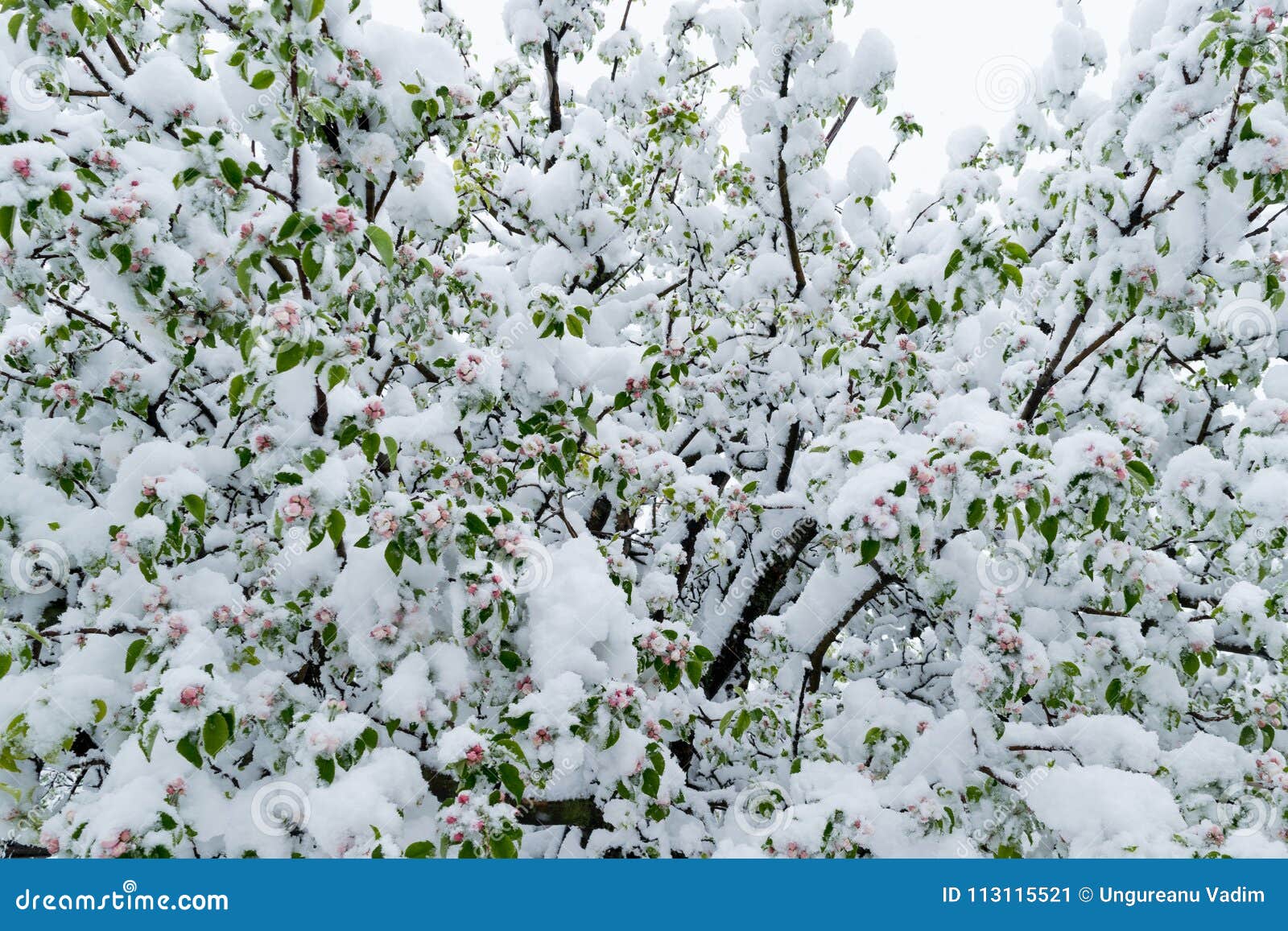 A Calamity of Snow during the Bloom of the Trees and the Harvest in ...
