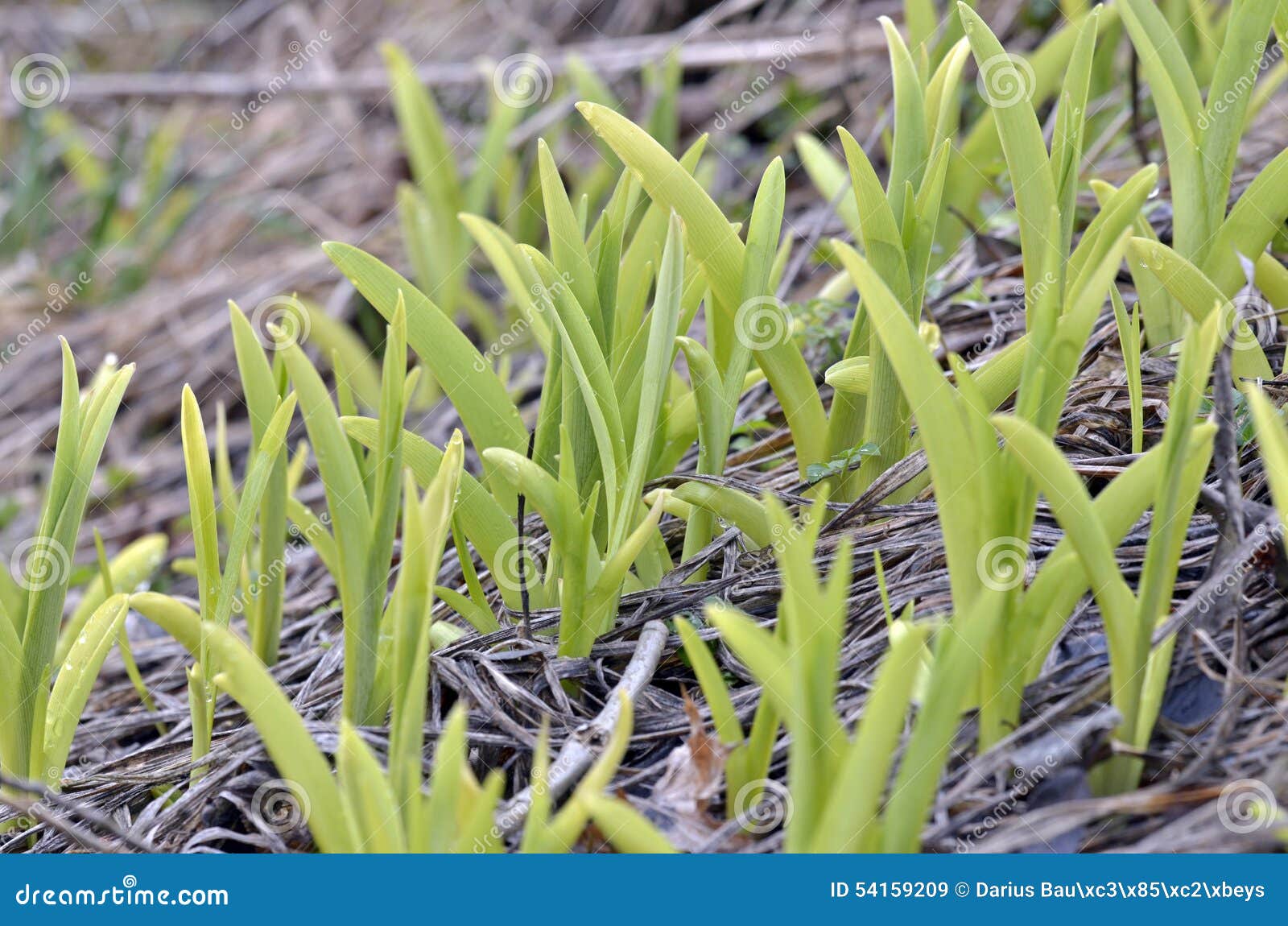 Calamo aromatico immagine stock. Immagine di vegetazione - 54159209