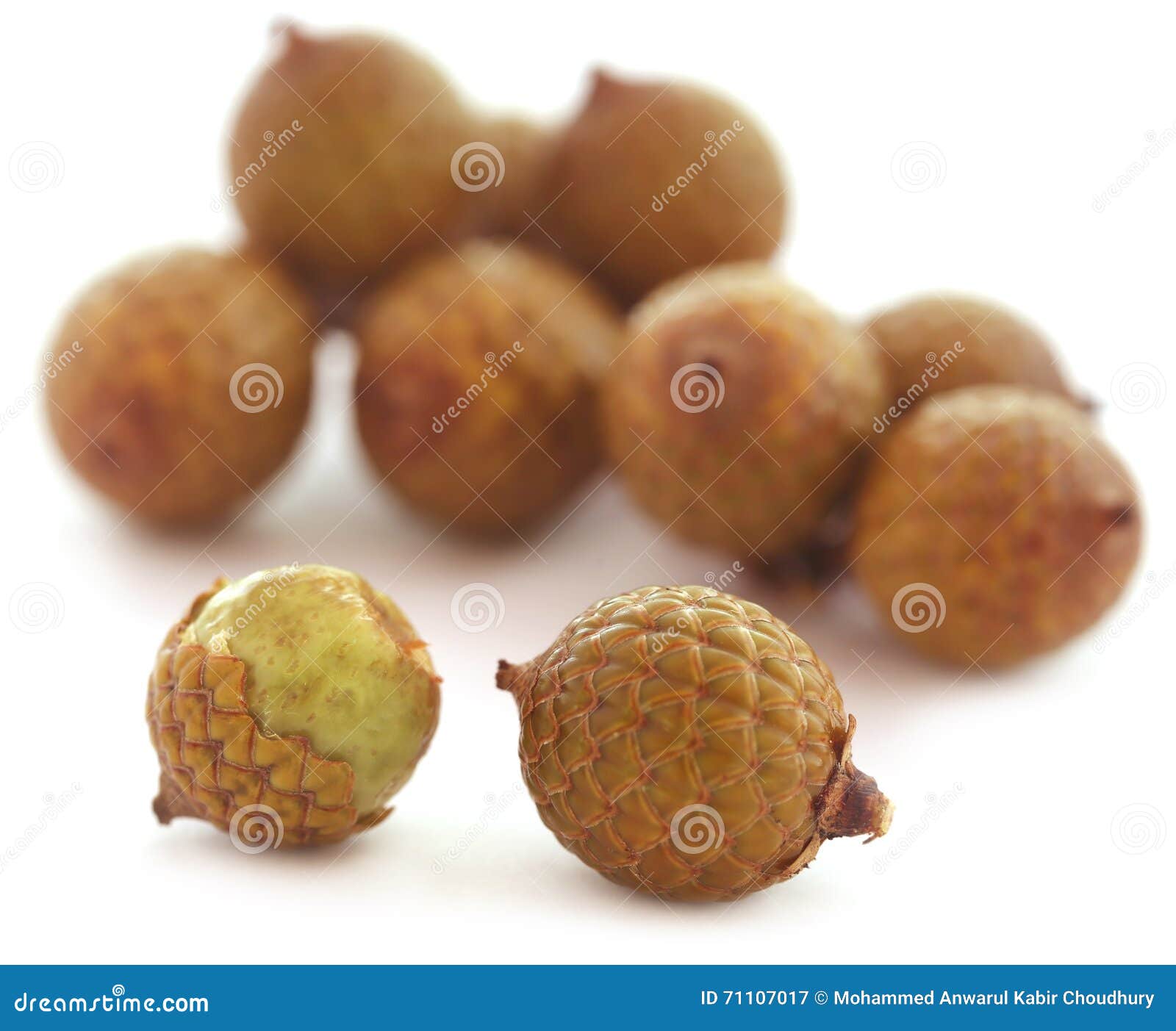 Calamo aromatico tropicale immagine stock. Immagine di isolato - 71107017