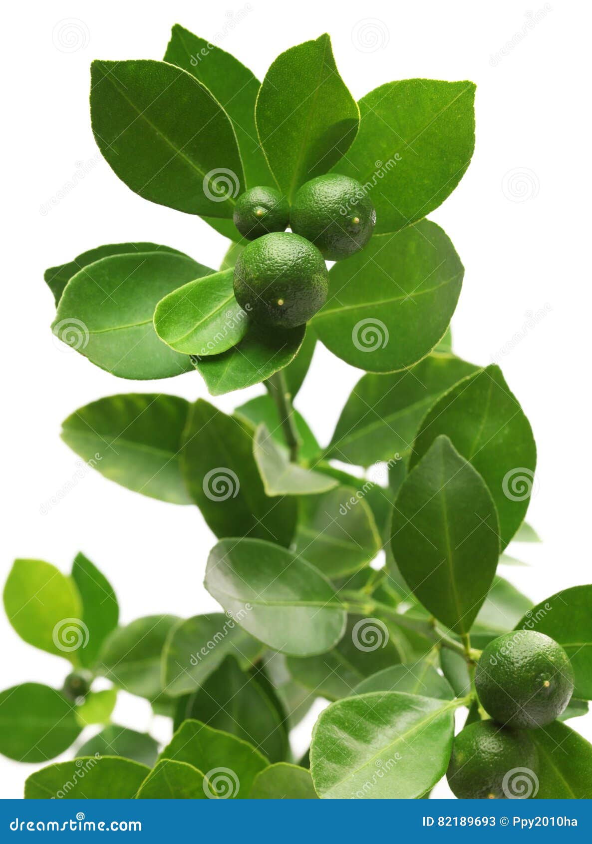 Calamondin Or Calamansi Citrus Fruit In The Philippines Stock ...