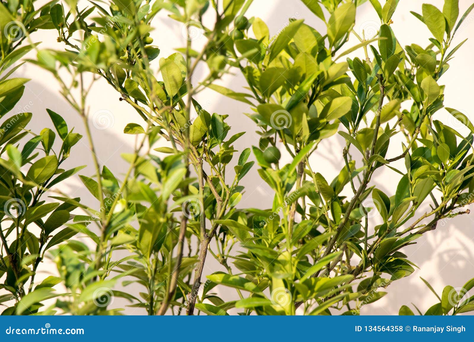 Calamondin Citrofortunella Microcarpa Region Stock Photo - Image of ...