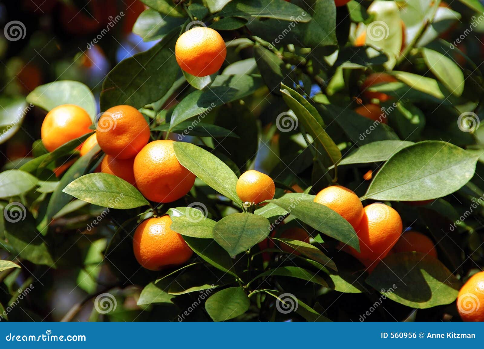 Calamondin Citrus Oranges stock photo. Image of orange - 560956