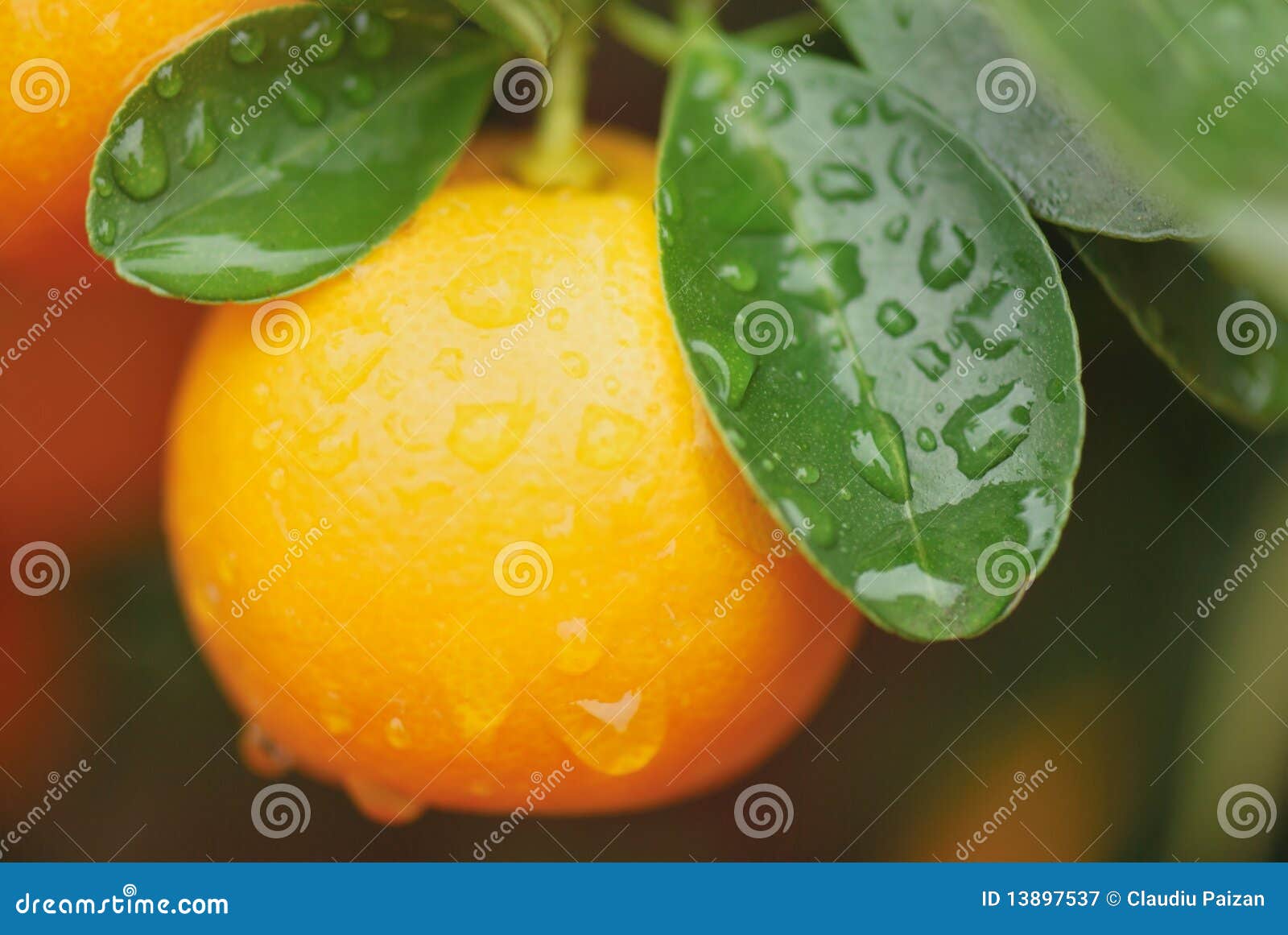 Calamondin fruit stock image. Image of leaf, flavor, fruit - 13897537