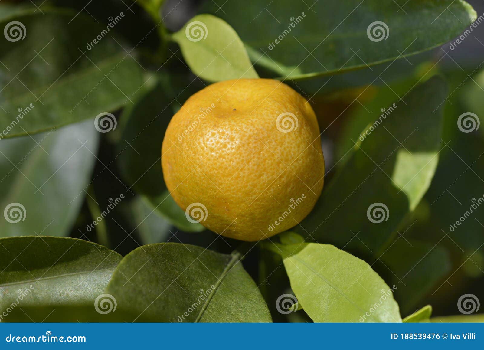 Calamondin orange stock photo. Image of botany, leaf - 188539476