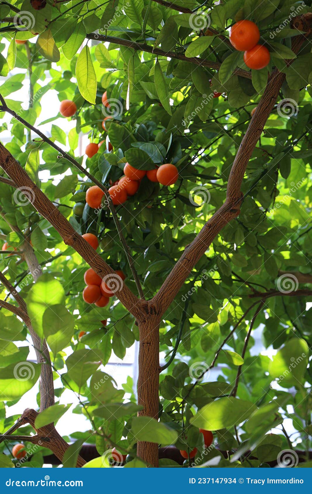 A Calamondin Orange Tree Filled with Ripened Oranges Stock Photo ...