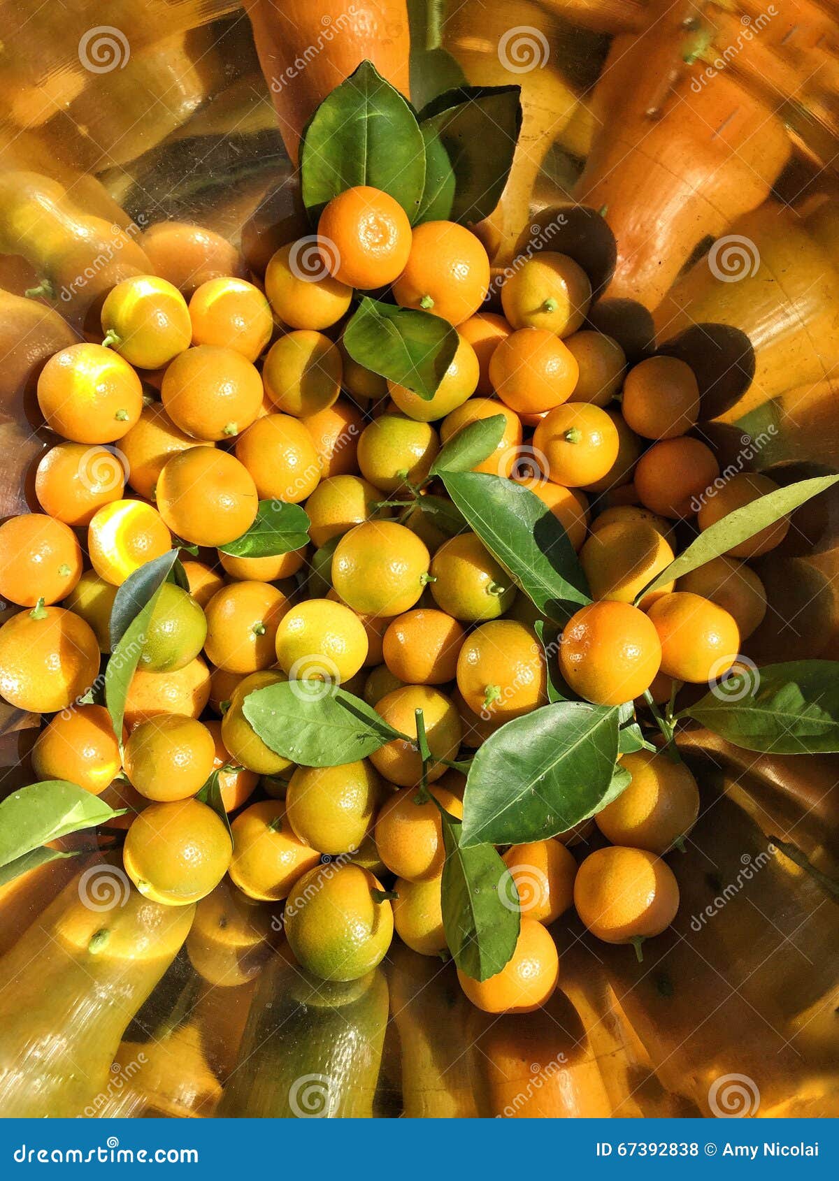 Calamondin oranges stock photo. Image of food, shiny - 67392838