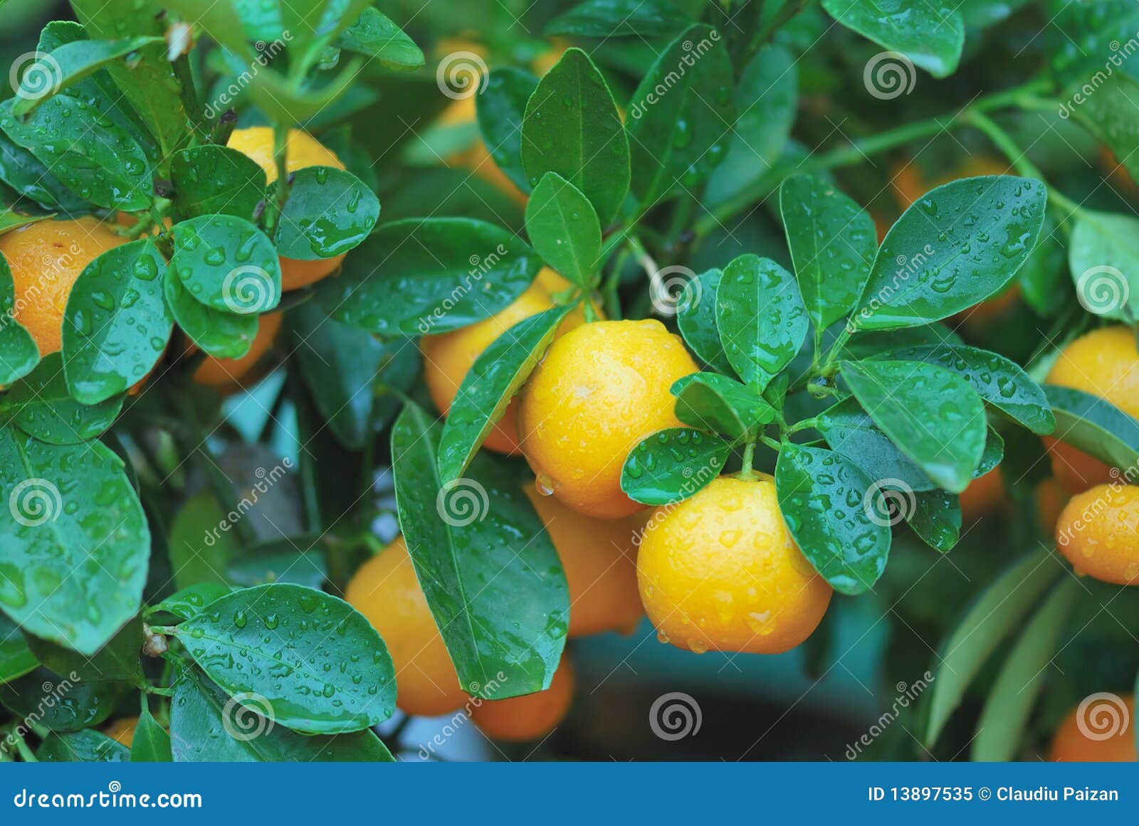 Calamondin tree stock image. Image of citrus, water, flavor - 13897535