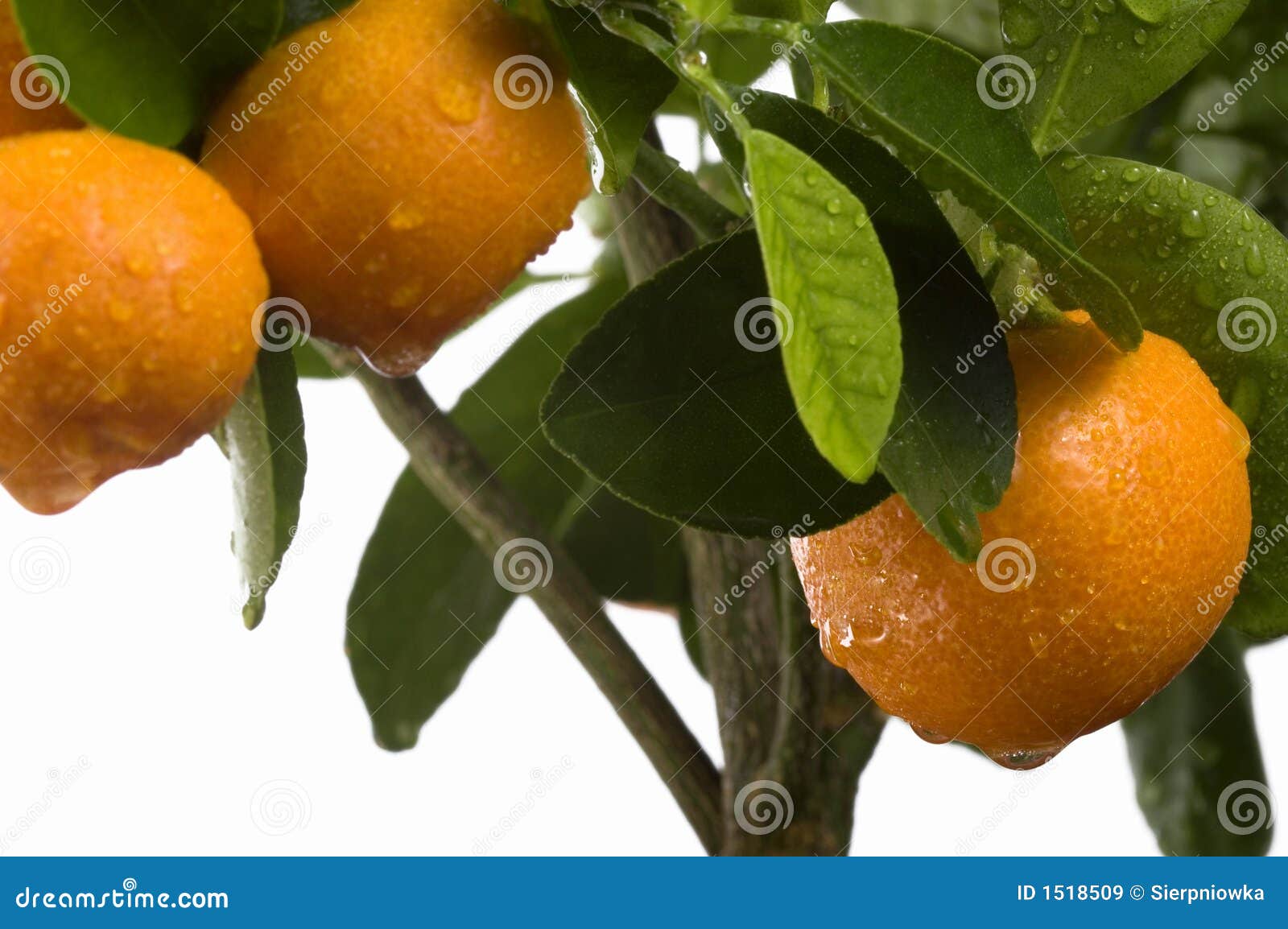 Calamondin Tree with Fruit and Leaves Stock Image - Image of fleshy ...
