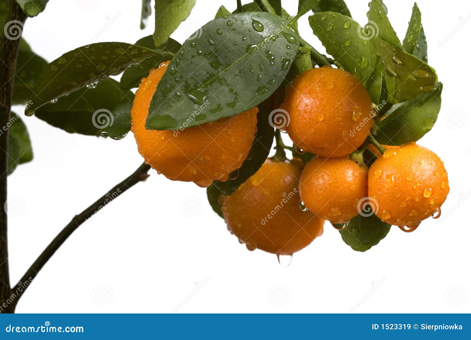 Calamondin Tree with Fruit and Leaves Stock Image - Image of mature ...