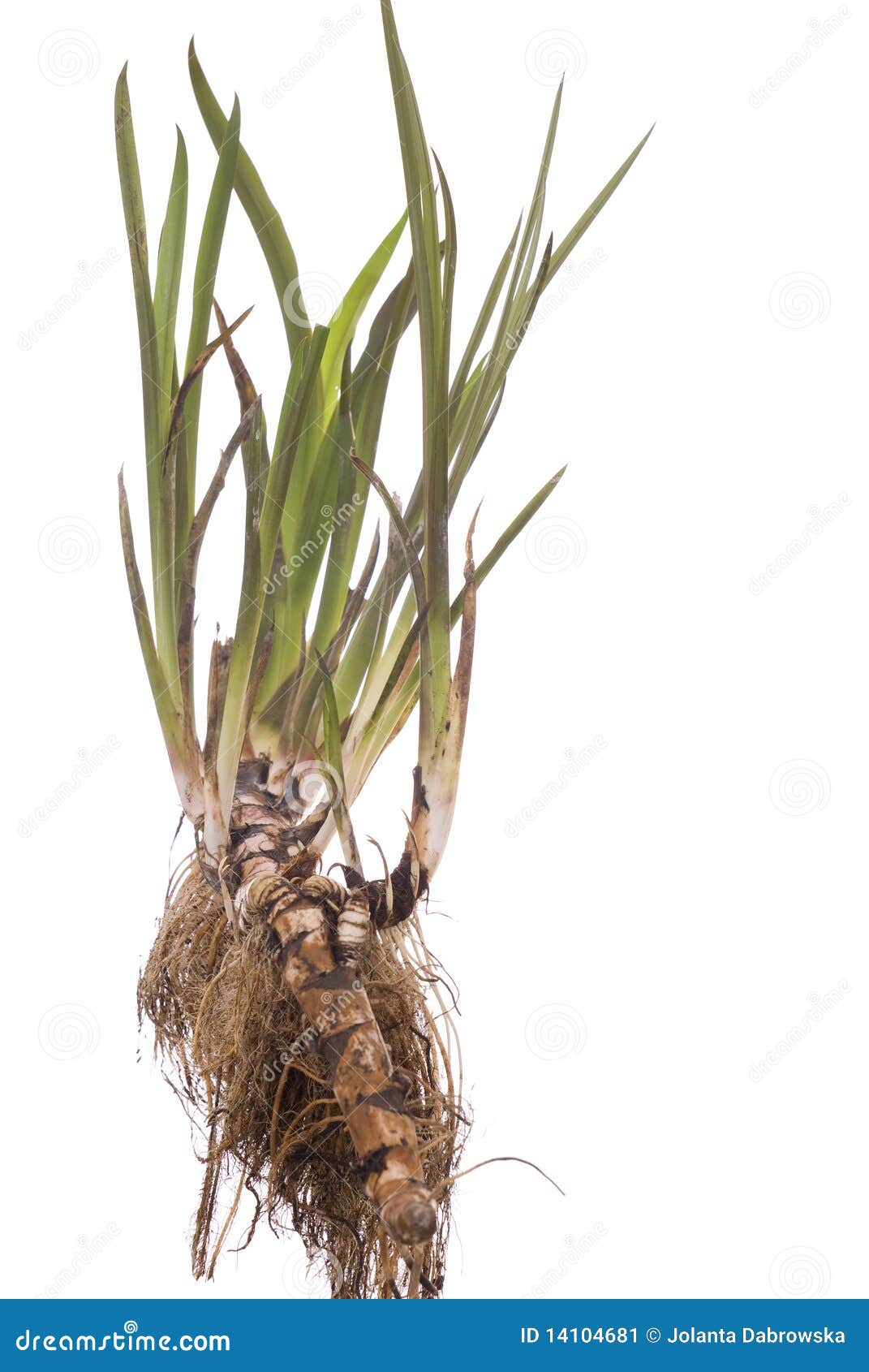Calamus stock image. Image of calamus, plant, leaf, reed - 14104681