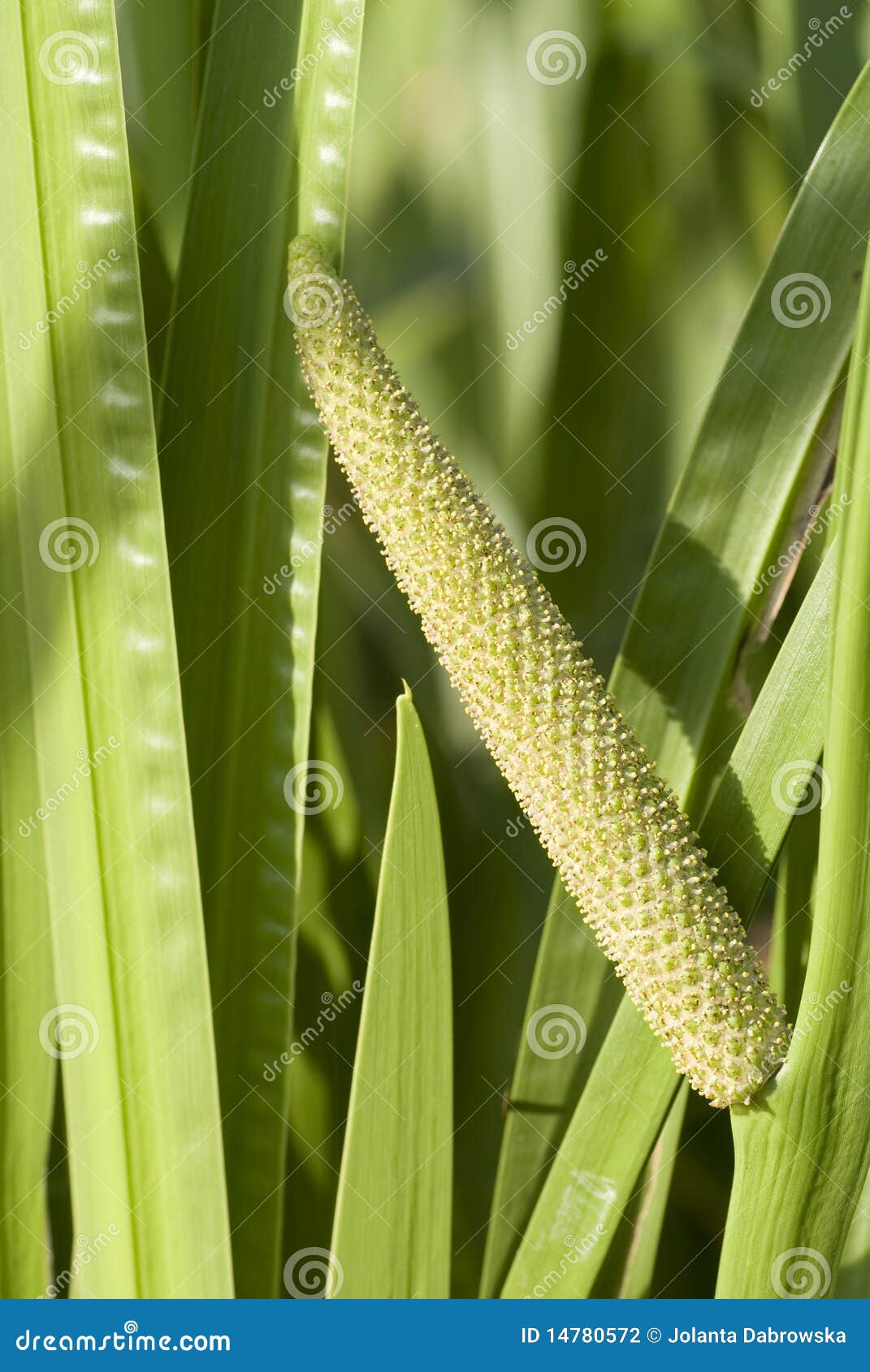 Calamus stock photo. Image of green, plant, acorus, background - 14780572