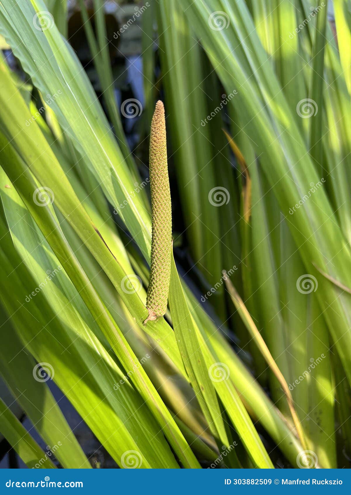 Calamus, Acorus calamus stock image. Image of garden - 303882509