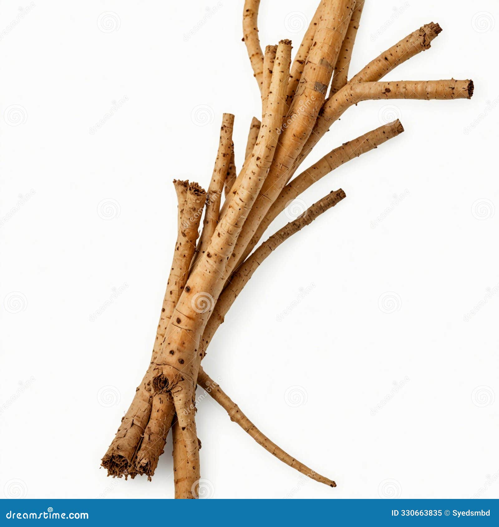 Calamus Root, Isolated on a White Background Stock Illustration ...
