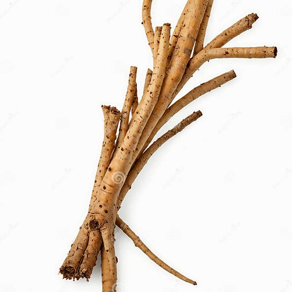 Calamus Root, Isolated on a White Background Stock Illustration ...