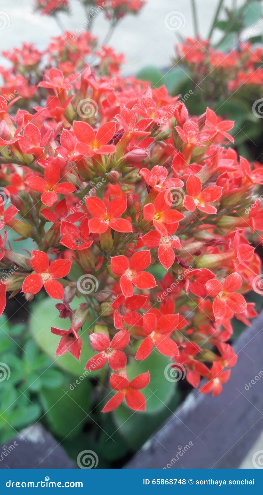 Calandiva stock photo. Image of foliage, gardening, botanical - 65868748